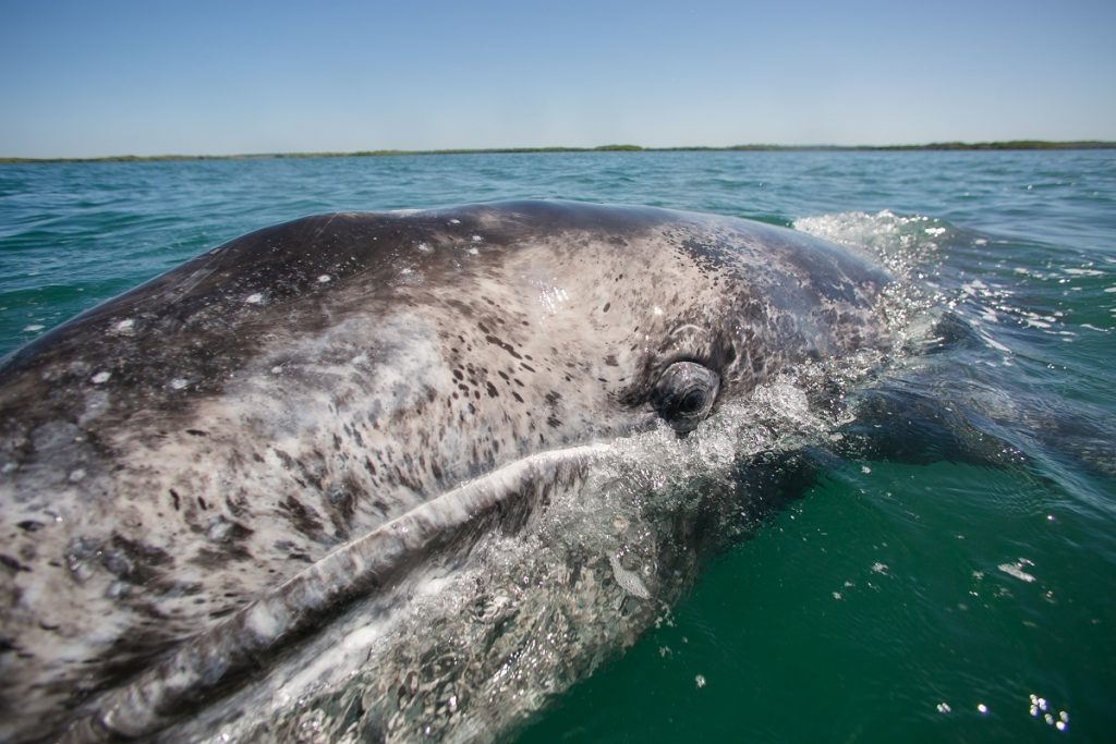 Ballena gris, un imperdible de Baja California Sur | Onda Lasser